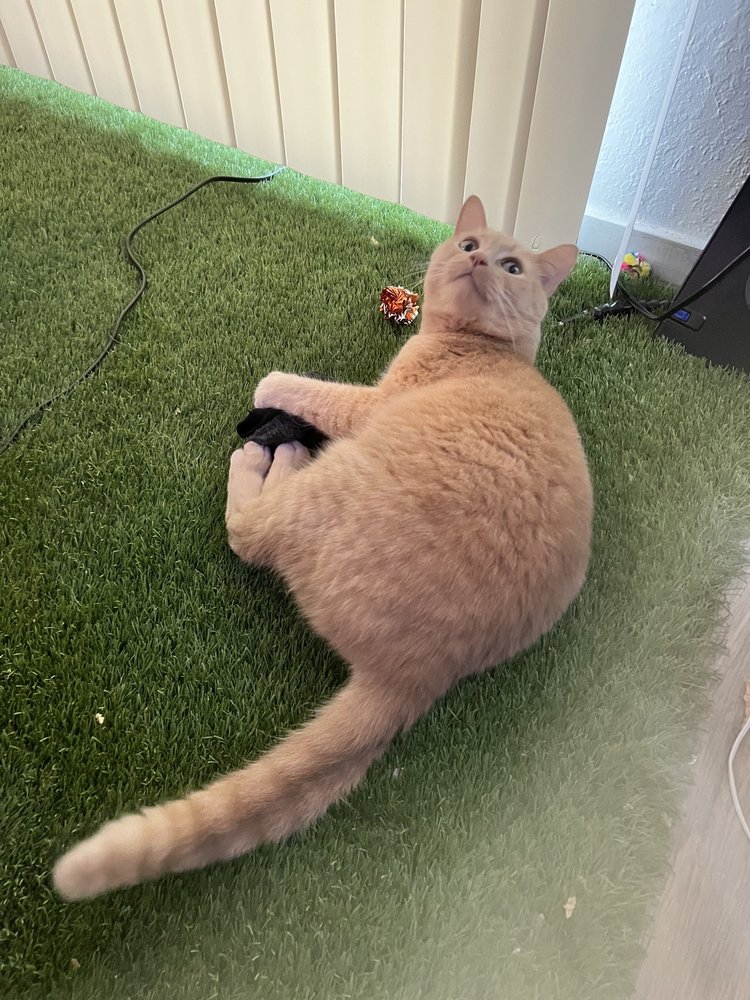 SUP PUPS - Updated June 2024 - 11 Photos - Seattle, Washington - Dog ...