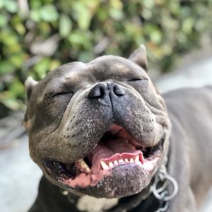 PAWS DOWN TRAINING & PET CARE - Updated July 2024 - 39 Photos & 34 ...