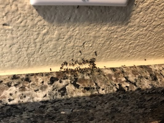 PURCOR PEST SOLUTIONS - Updated October 2025 - 35 Photos & 449 Reviews ...