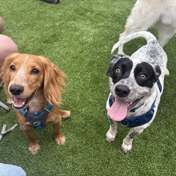 THE DOG PENN - Updated January 2026 - 53 Photos & 13 Reviews - 2614 ...