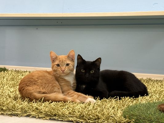 CAT DADDY CAT CAFE - Updated December 2025 - 30 Photos - 2533 US-176, Columbia, South Carolina ...