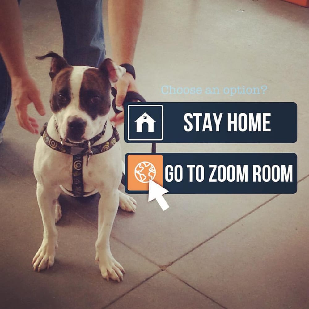 ZOOM ROOM DOG TRAINING - Updated July 2025 - 95 Photos & 61 Reviews ...