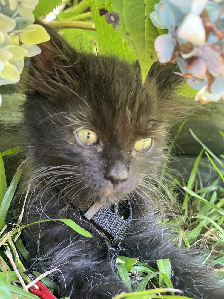 FIRST FLIGHT VETERINARY HOSPITAL & MOBILE SERVICES - Updated December ...