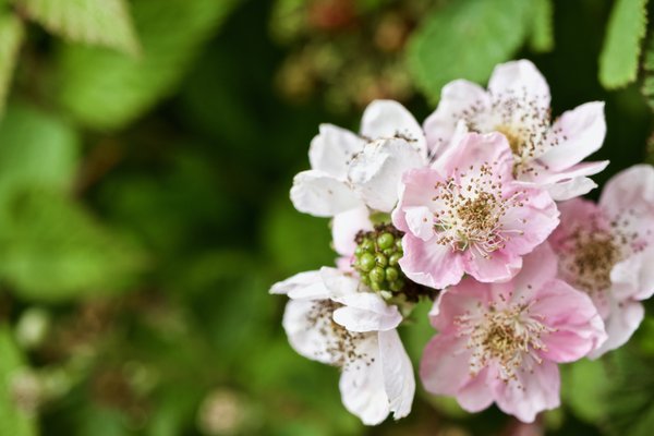 CRYSTAL BAY FARM - 139 Photos & 62 Reviews - 40 Zils Rd, Watsonville ...