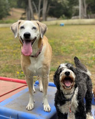 TOP DOG SF - Updated June 2024 - 102 Photos & 124 Reviews - 2121 ...