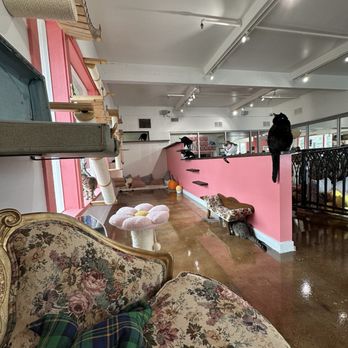 DON’T STRESS MEOWT - CAT CAFE - Updated December 2025 - 311 Photos & 41 ...