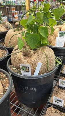 PHOENIX PERENNIALS - Updated June 2026 - 31 Photos & 24 Reviews - 3380 ...