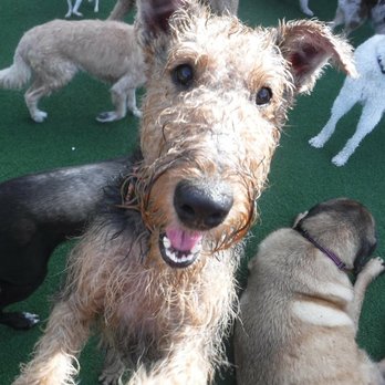 BAY PAWS PET RESORT - Updated October 2025 - 47 Photos & 66 Reviews ...