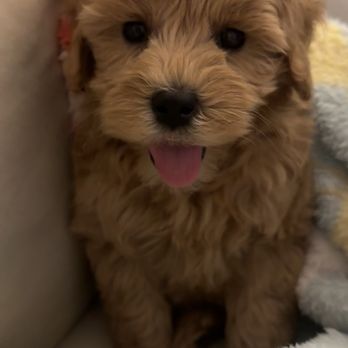 XO PUPS PUREBRED & DESIGNER - Updated September 2025 - 118 Photos & 31 ...