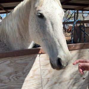 WESTCREEK TRAIL RIDES - 86 Photos & 76 Reviews - 12230 Westcreek Oaks ...