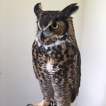 CAPE FEAR RAPTOR CENTER - Updated October 2025 - 9185 US Hwy117S, Rocky ...