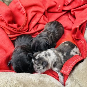 SAN FRANCISCO STABLES - Updated November 2024 - 18 Photos - 1114 Casad ...