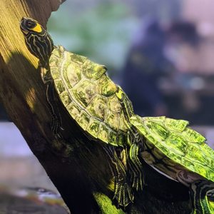 ZOOBEEZ PETTING ZOO - Updated December 2024 - 11 Photos - 8360 State ...