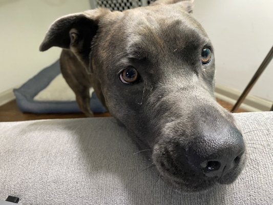 WAGS FOR US - 25 Photos - Atlanta, Georgia - Dog Walkers - Phone Number ...