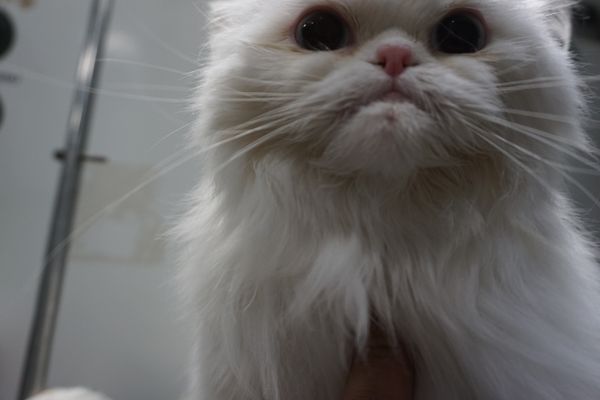 MUTT CUTS MOBILE GROOMING - 93 Photos & 63 Reviews - Alamo, CA - Yelp