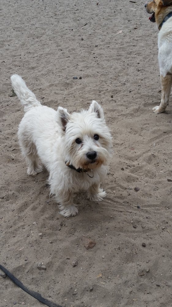 BOSLEY’S DOG WALKING & CAT SITTING - Updated October 2024 - 32 Photos ...