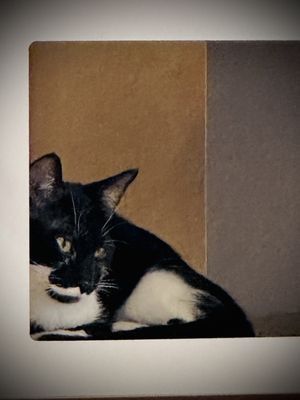 ESPURRESSO CAT CAFE - Updated August 2025 - 32 Photos - 1014 ...