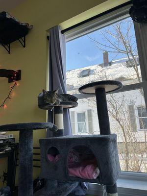 MEOW CAT LOUNGE - Updated June 2025 - 49 Photos & 11 Reviews - 630 Main ...