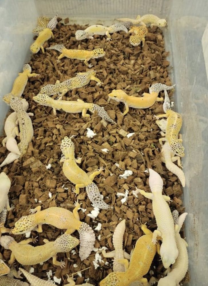 SUNFIRE EXOTICS - Updated January 2026 - 1405 E Main St, Eaton, Ohio ...