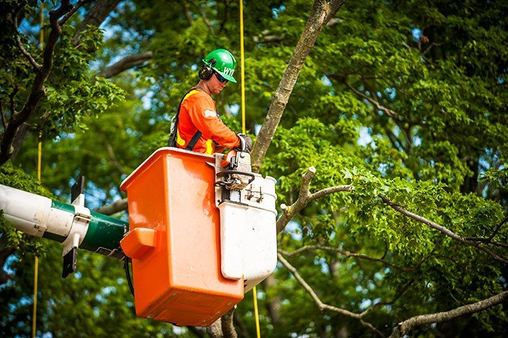 JUST TREES PERTH - Updated August 2024 - 4 Teetree Court, Beechboro ...