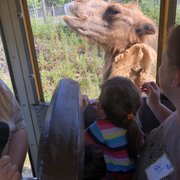FORT CHISWELL ANIMAL PARK - 74 Photos & 17 Reviews - Zoos - 569 Red ...