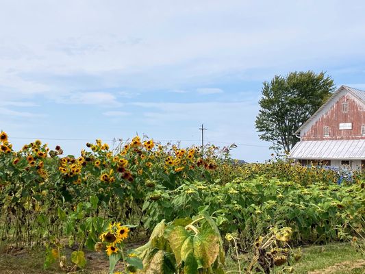 KREPS APPLE BARN & CIDER MILL - Updated January 2026 - 22 Photos ...