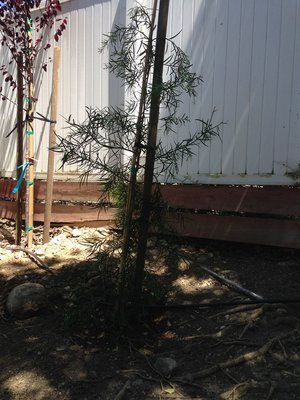 WESTERN TREE NURSERY - Updated December 2025 - 3873 Hecker Pass Hwy ...