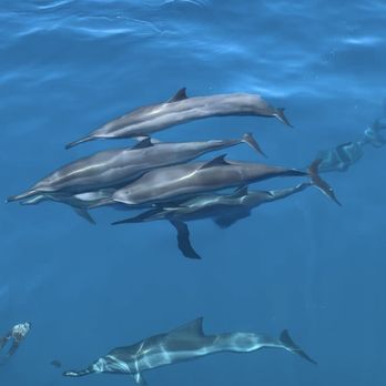 LIKO KAUAI CRUISES - Updated December 2025 - 76 Photos & 99 Reviews ...