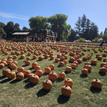 FOG WILLOW FARMS - Updated September 2024 - 455 Photos & 172 Reviews ...