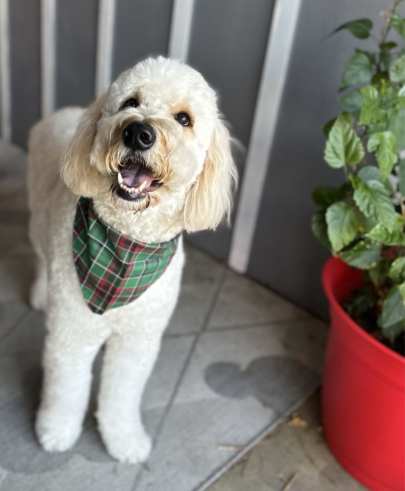 SACRED PAWS BY KYLEE - Updated July 2025 - 16 Photos - 501 Main St ...