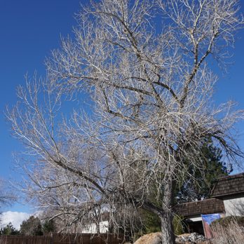 ELEVATED TREE EXPERTS - Updated June 2025 - 23 Photos - 10683 Chickwick ...