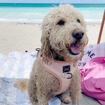 JUPITER DOG BEACH - Updated July 2025 - 27 Photos & 16 Reviews - 2188 ...