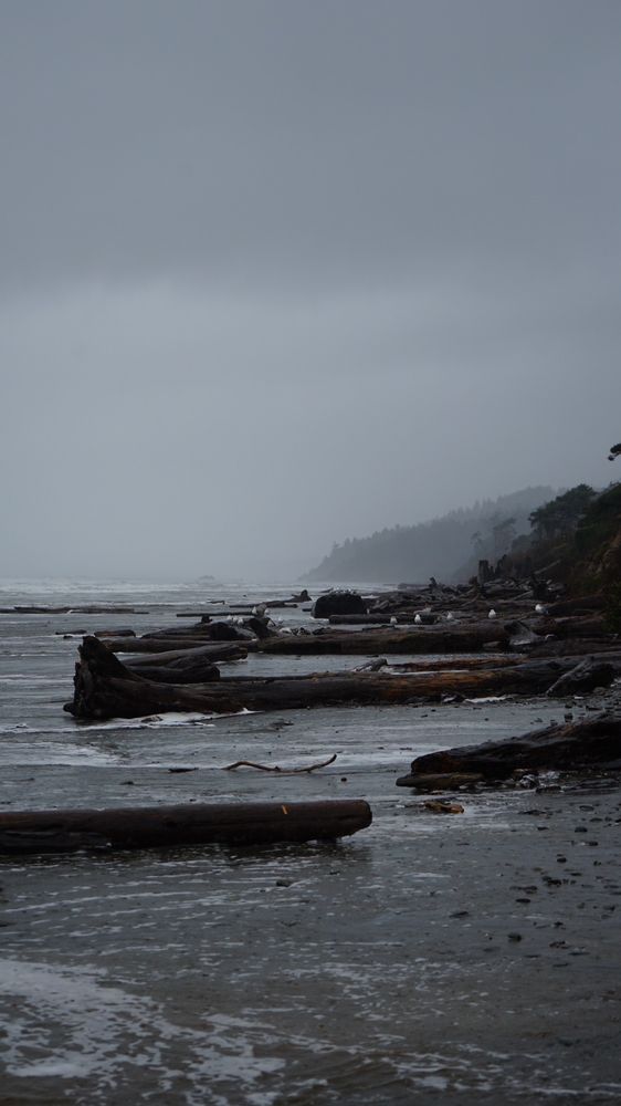 TREE OF LIFE - 26 Photos - 101 Old State Hwy, Forks, Washington ...