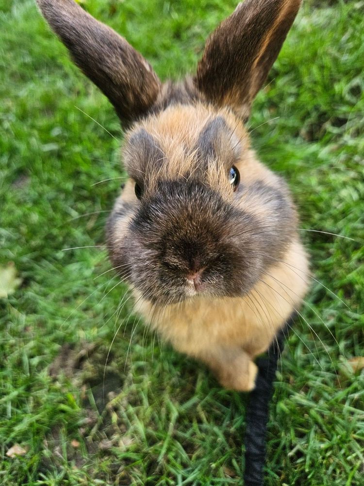 DIX HILLS PARK SKATING RINK - Updated December 2025 - 16 Photos & 11 ...