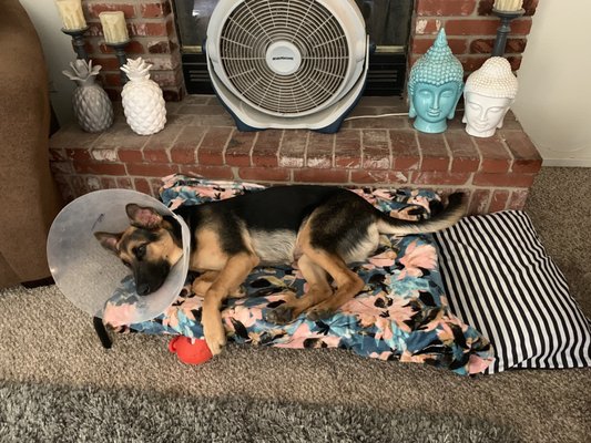 CRITTERS WITHOUT LITTERS - 45 Photos & 99 Reviews - 4300 Stine Rd ...