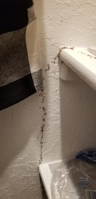 WHITE KNIGHT PEST CONTROL - Updated October 2025 - 25 Photos & 109 ...