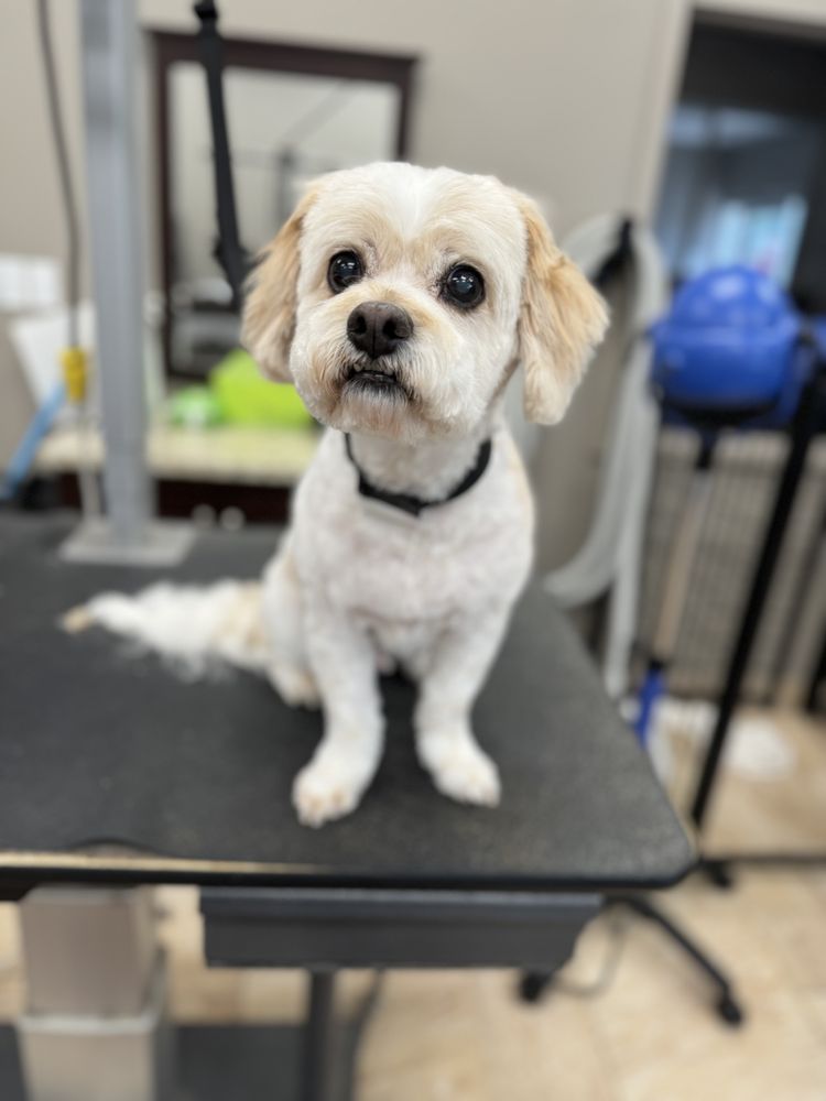 VICTORIAS SPA FUR PAWS - Updated October 2025 - Request an Appointment ...