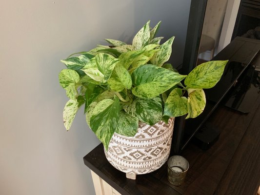 CITY GROWS - Updated July 2024 - 52 Photos & 29 Reviews - 5208 Butler ...