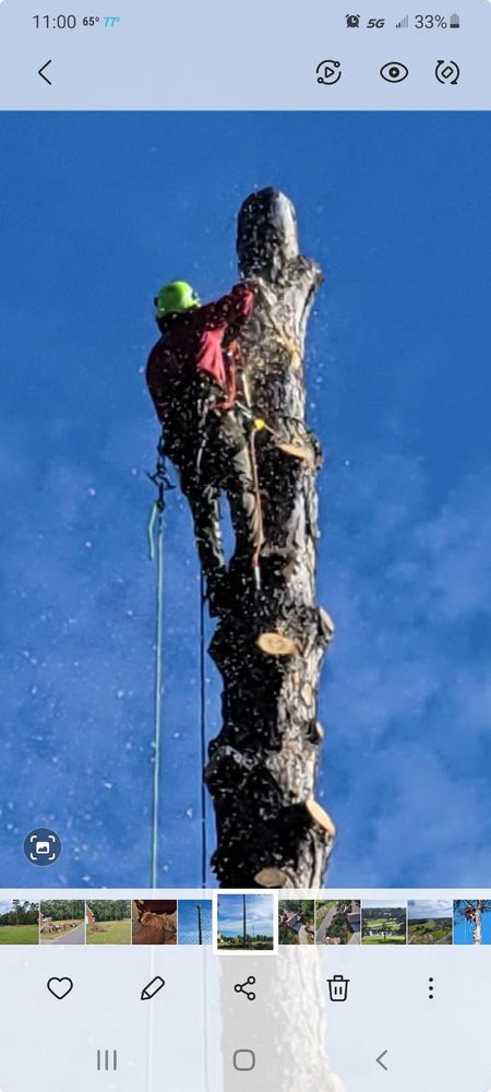 TODD’S CLIMBING BEAR TREE CARE - Updated February 2025 - Request a ...