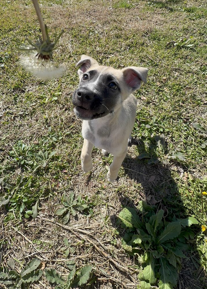 EAST DOGS - Updated July 2025 - Request a Quote - Houston, Texas - Dog ...