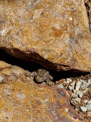 COUNTESS ANGELA DANDINI GARDENS - 19 Photos - 7000 Dandini Blvd, Reno ...