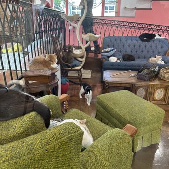 DON’T STRESS MEOWT - CAT CAFE - Updated December 2025 - 311 Photos & 41 ...