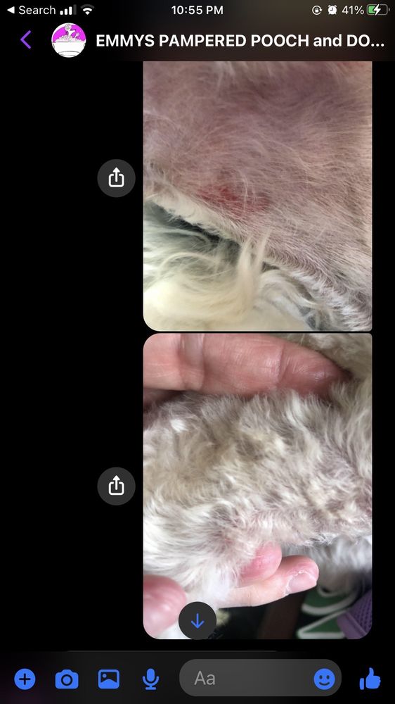 EMMY’S PAMPERED POOCH - Updated July 2025 - 368 Photos & 60 Reviews ...