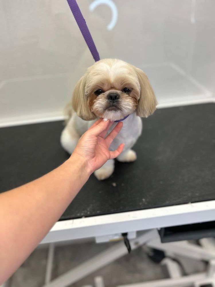 PINK BONE GROOMING SALON - Updated December 2025 - 25 Photos - 800 ...