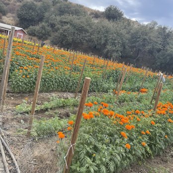 SANCHEZ PRODUCE - Updated January 2026 - 65 Photos & 23 Reviews - 16230 ...