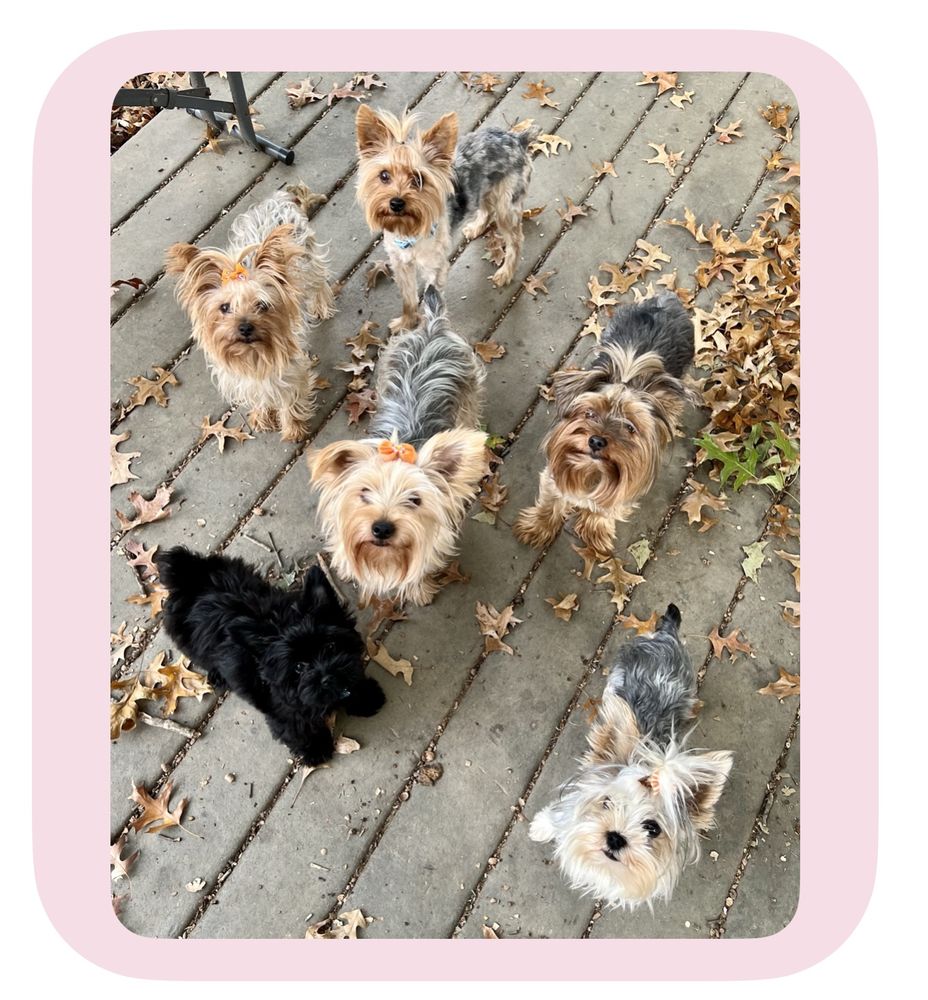 ARTISAN YORKIES - Updated October 2025 - Request Information ...