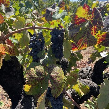 WILLIAMSON WINES YOAKIM BRIDGE ESTATE - Updated December 2025 - 68 ...