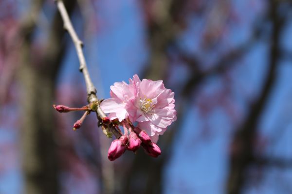 PET MEADOW - Updated January 2026 - 88 Photos & 73 Reviews - 1500 ...