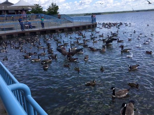 PYMATUNING SPILLWAY - 56 Photos & 20 Reviews - Linesville, Pennsylvania ...