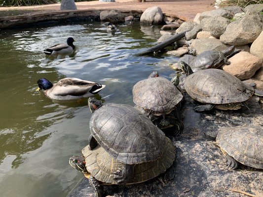 CSUN POND - 327 Photos & 85 Reviews - 18111 Nordhoff St, Los Angeles ...